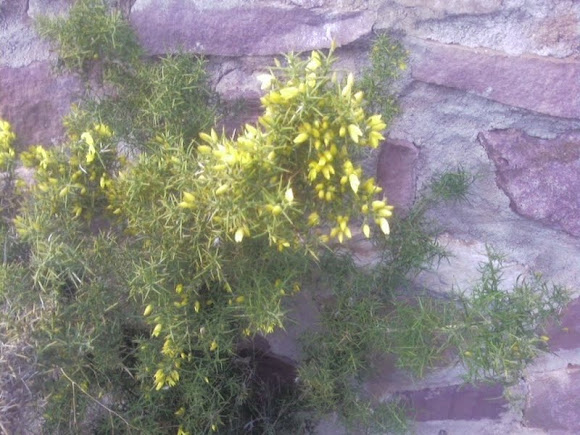 ulex sp. | Project Noah