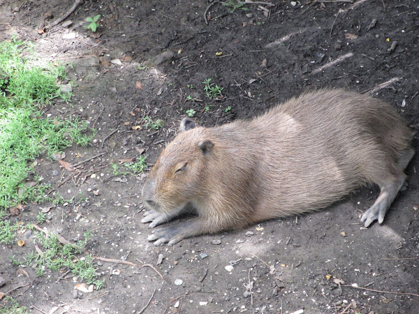 Capybara | Project Noah