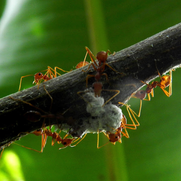 Yellow Crazy Ants milking their 'cows' | Project Noah