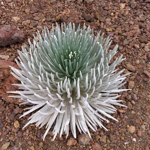 Silversword Plant | Project Noah