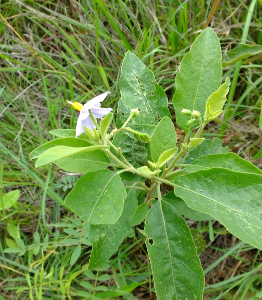 nightshade | Project Noah