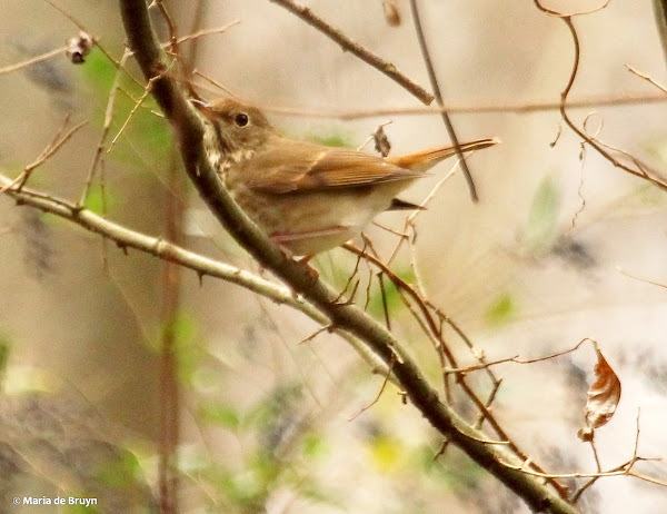 Hermit thrush | Project Noah