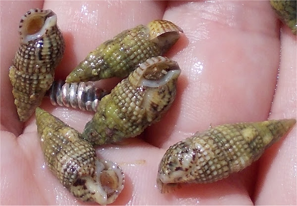 Bittium reticulatum | Project Noah