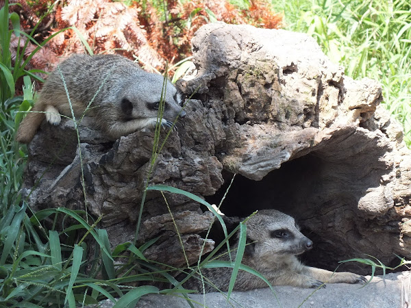 Meerkat | Project Noah