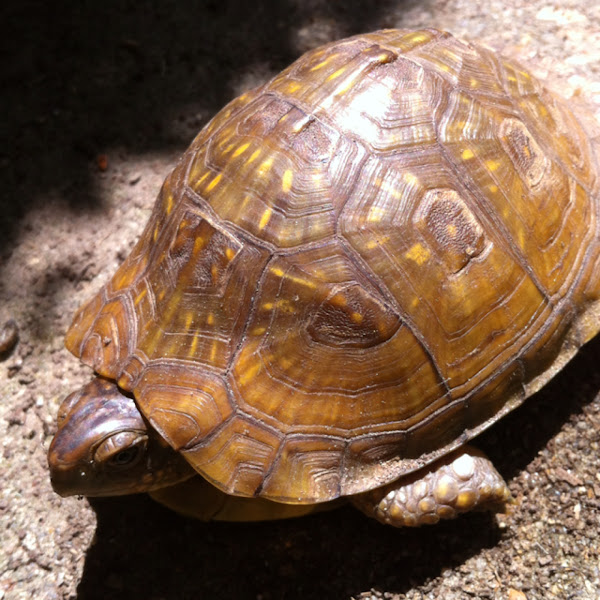 Box Turtle | Project Noah