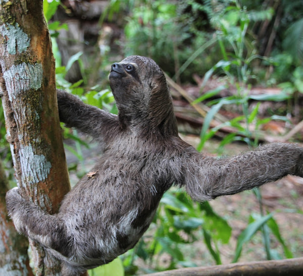 Three-toed Sloth | Project Noah