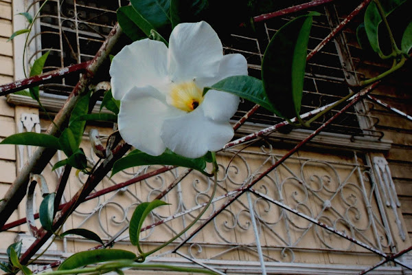White Bower Vine | Project Noah