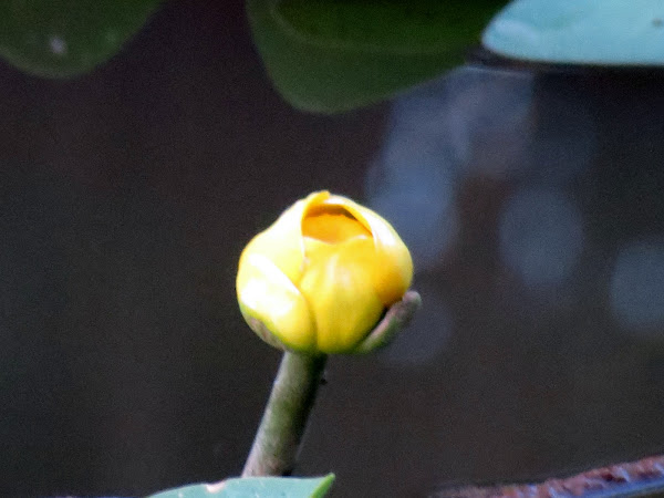 Spatterdock or cow lily | Project Noah