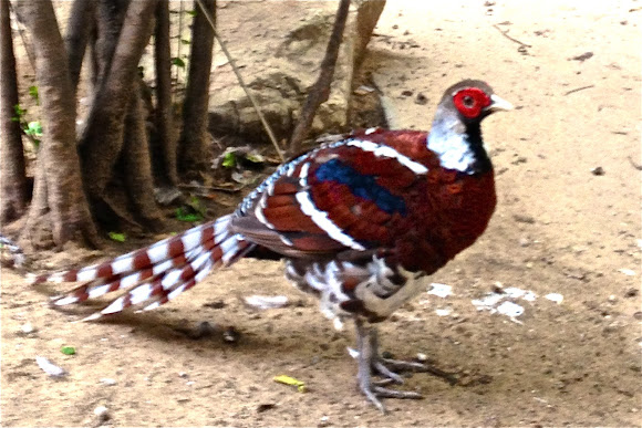 Elliot's Pheasant | Project Noah