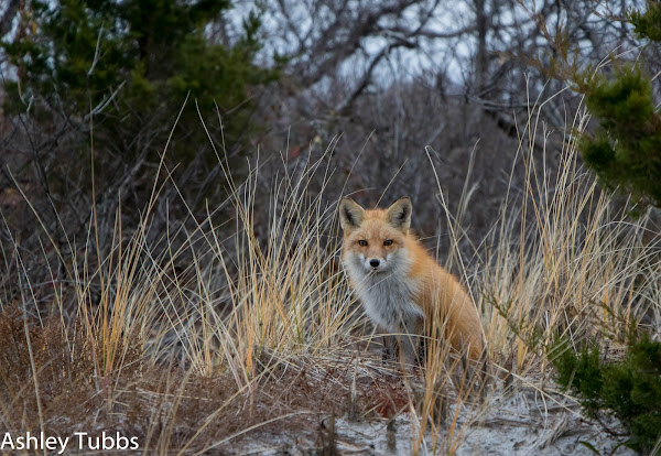 Red Fox | Project Noah