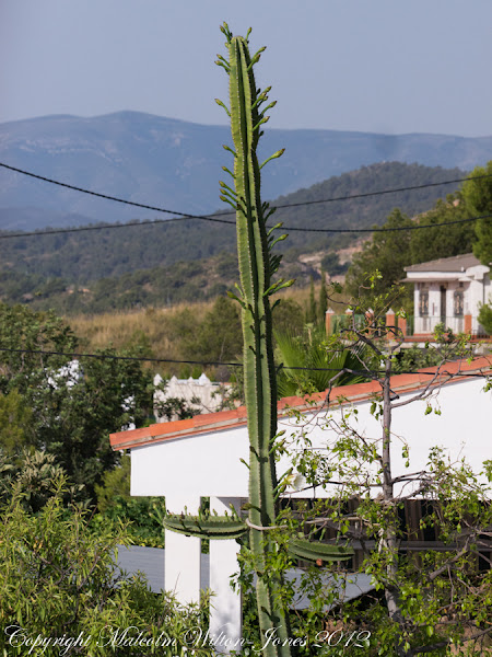 Peruvian Apple Cactus | Project Noah