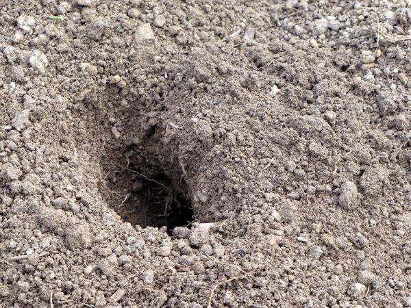 Pocket Gopher | Project Noah