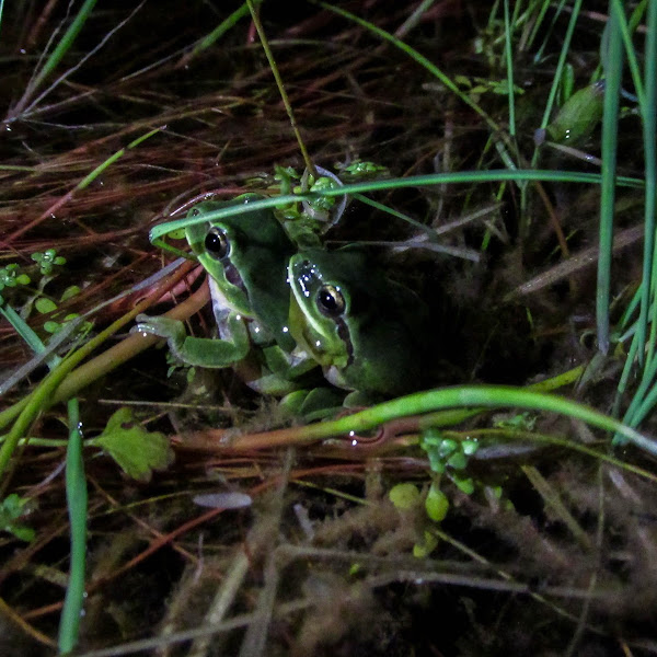 Pond Life in Portugal | Project Noah