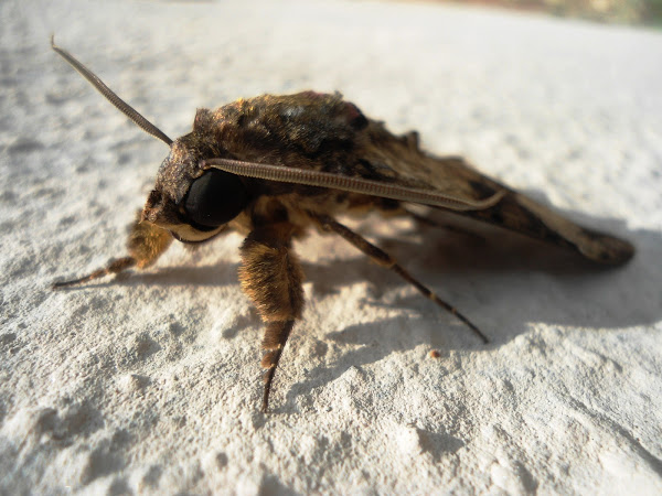 Hawk Moth | Project Noah