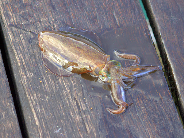 Southern calamari | Project Noah