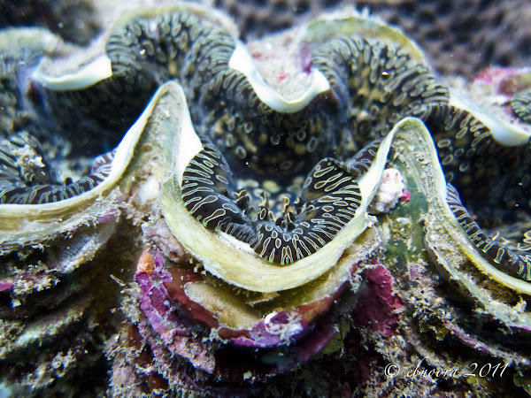 Small Giant Clam, Maxima Clam | Project Noah