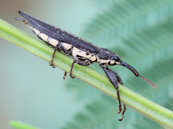 Long-nosed weevil (Belidae) | Project Noah