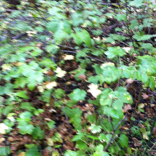 Poison oak | Project Noah