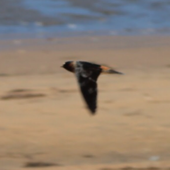 Cliff Swallow | Project Noah