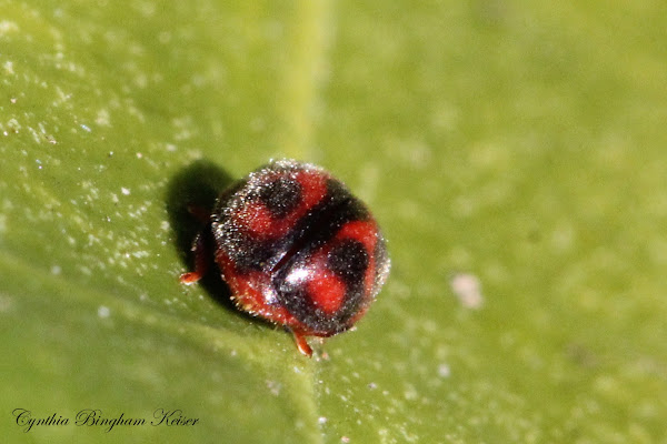 Vedalia Beetle | Project Noah