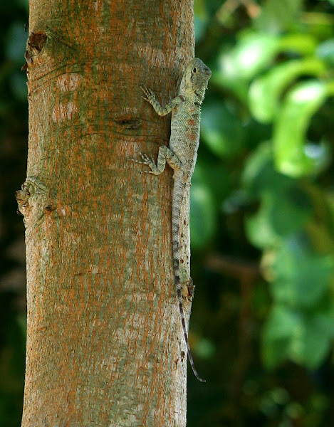 Indo-Chinese Forest Lizard | Project Noah