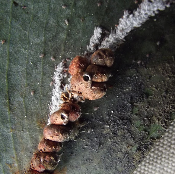 Gum Tree Scale (lerp #10) | Project Noah