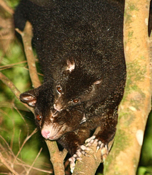 Short-eared possum with young | Project Noah