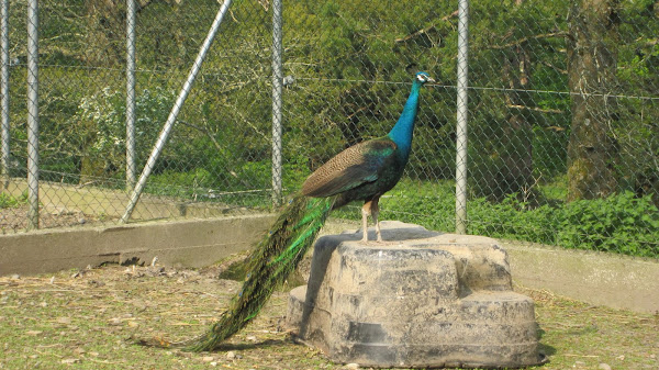 Indian Peafowl | Project Noah