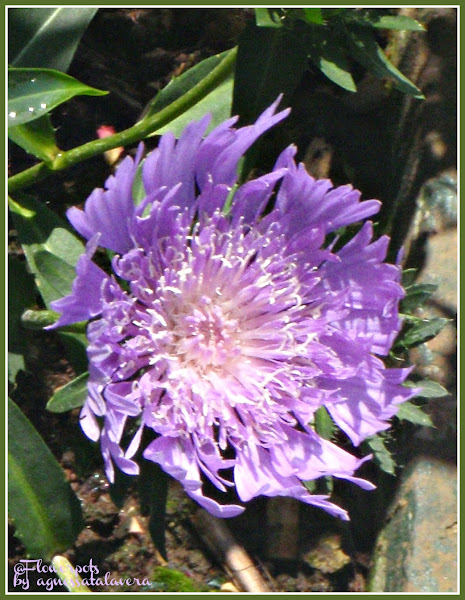 Stokes' Aster | Project Noah