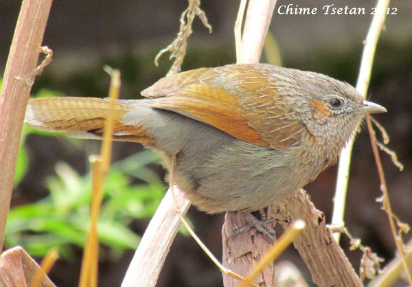 Streaked Laughingthrush | Project Noah