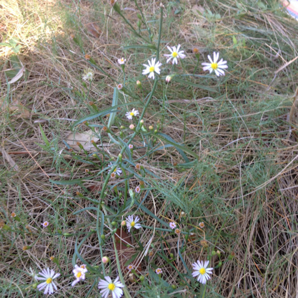 Texas aster | Project Noah