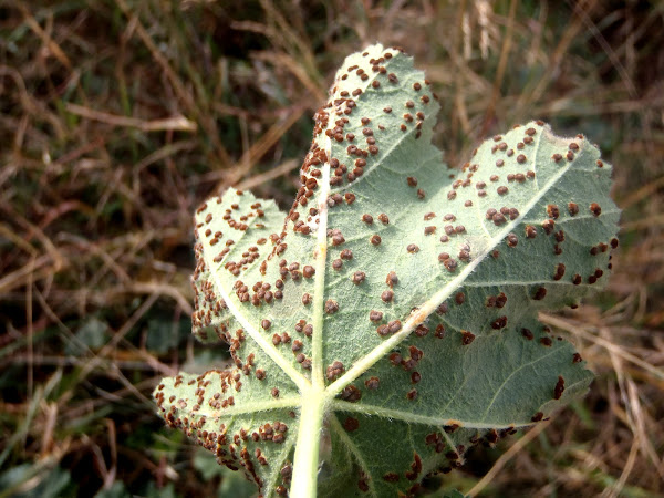 Roya, hongon fungi | Project Noah