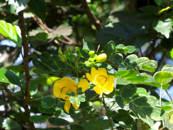 Canudo-de-pito | Project Noah