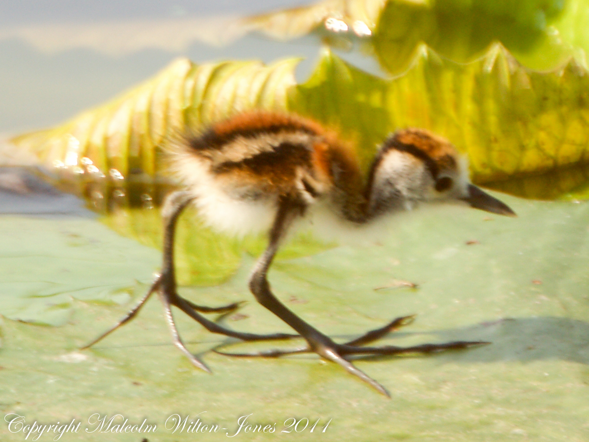 African Jacana chick | Project Noah