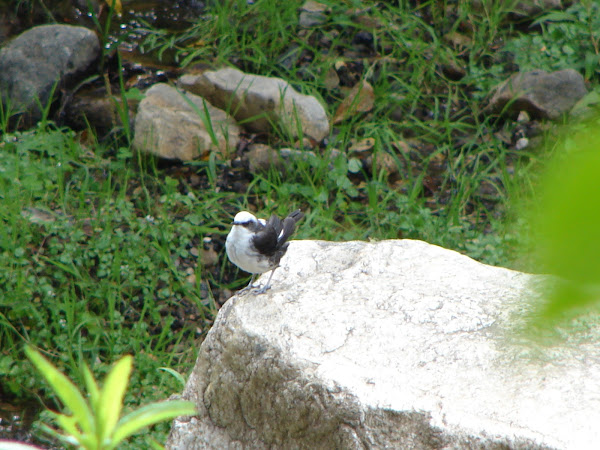 White-capped Dipper | Project Noah