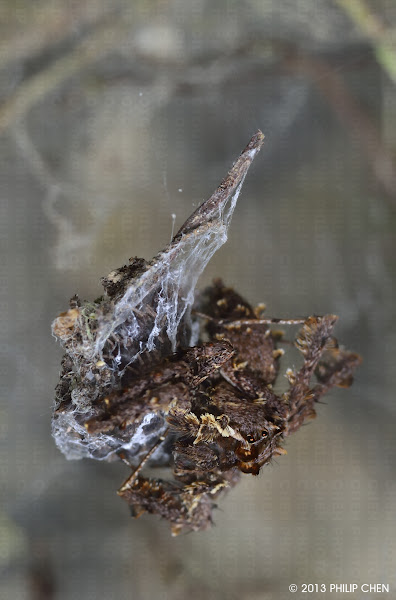 Portia spider (female) | Project Noah