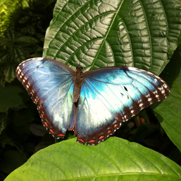Blue Morpho | Project Noah