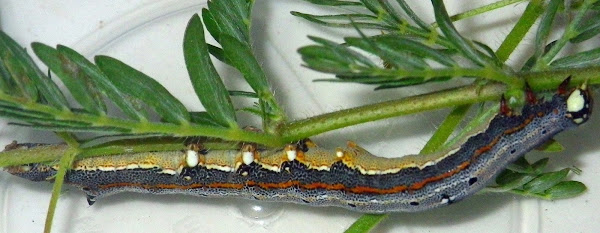 Semi-Looper | Project Noah