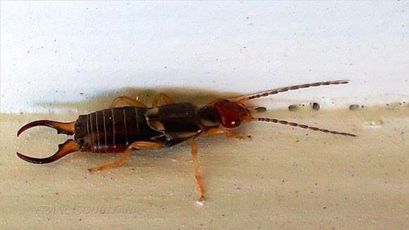 Earwig (male) | Project Noah