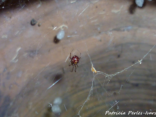 Triangulate cobweb spider | Project Noah