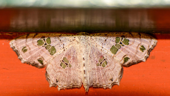 Geometer moth | Project Noah