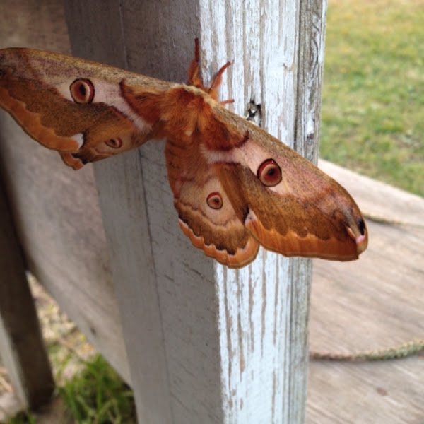 Jonas' Silk Moth | Project Noah