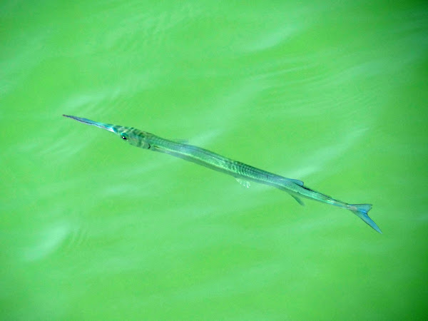 Needle Fish | Project Noah
