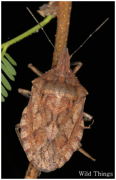 Stink Bug | Project Noah