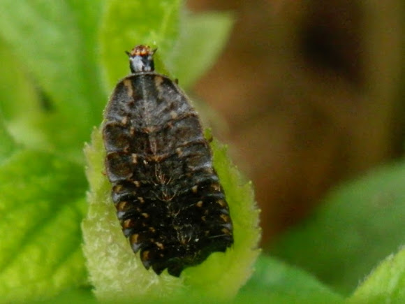 Firefly - nymph | Project Noah