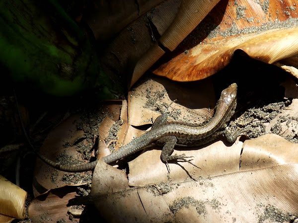 Whiptail lizard | Project Noah