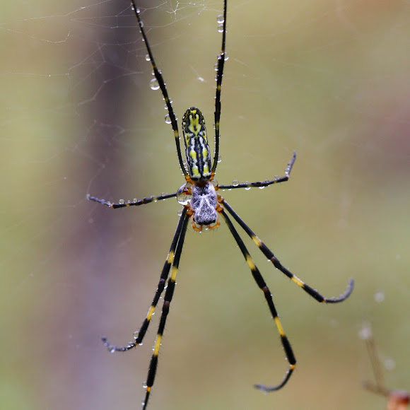 Joro Spider | Project Noah