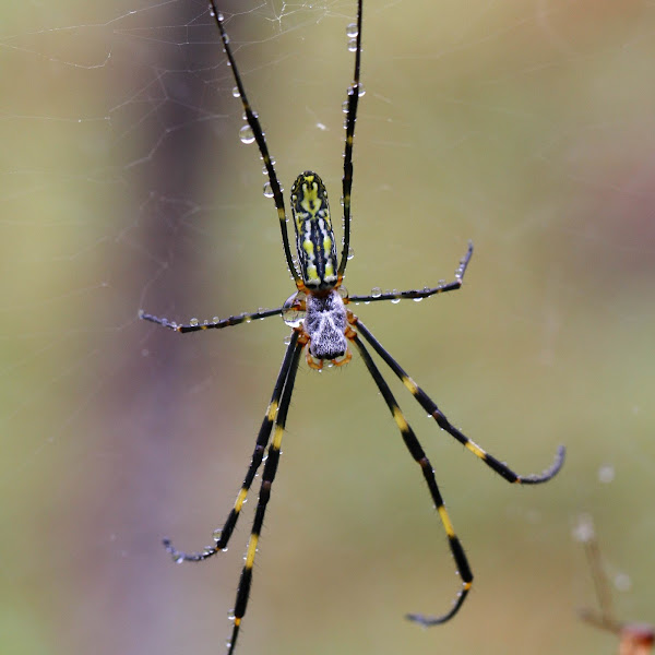 Joro Spider | Project Noah