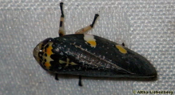 Tipuana Spittle Bug | Project Noah
