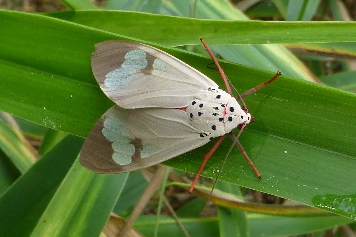 Arctiid Moth | Project Noah